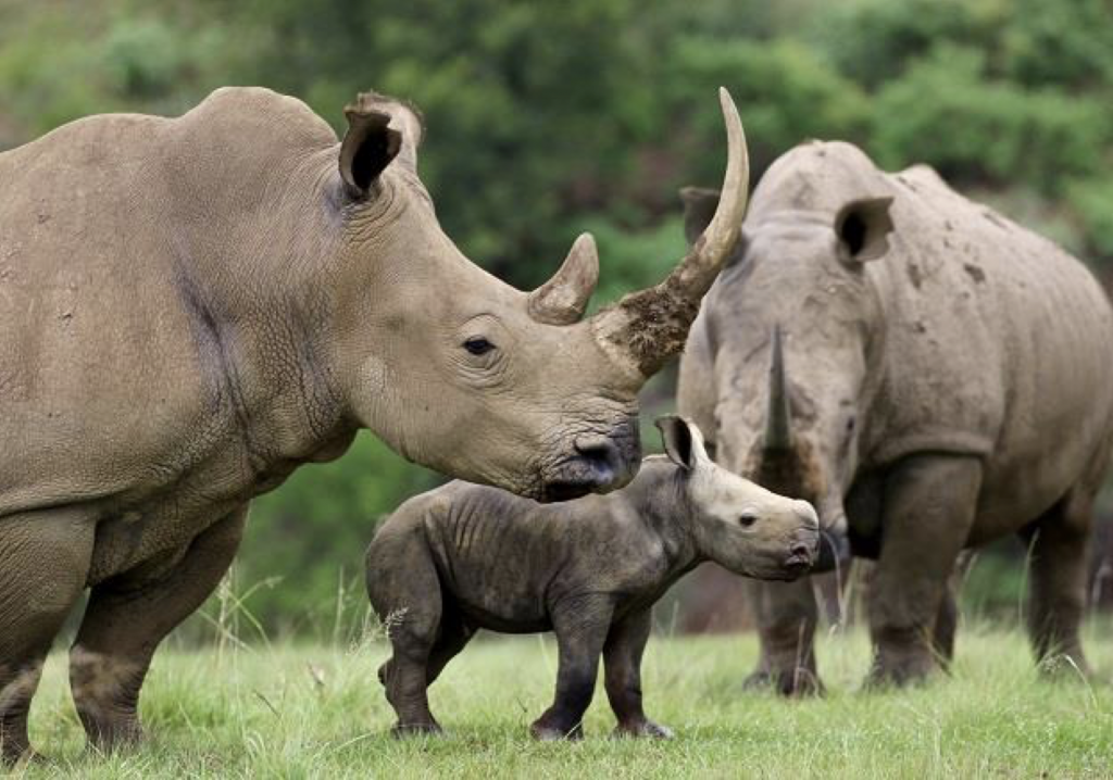 RHINO HORN TRADE – IWMC – World Conservation Trust