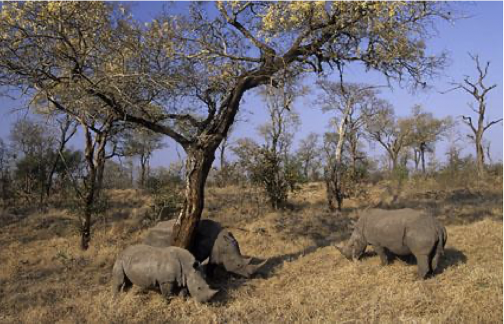 For Trade – IWMC – World Conservation Trust