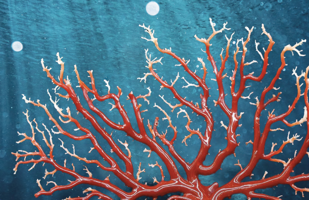 IWMC – World Conservation Trust