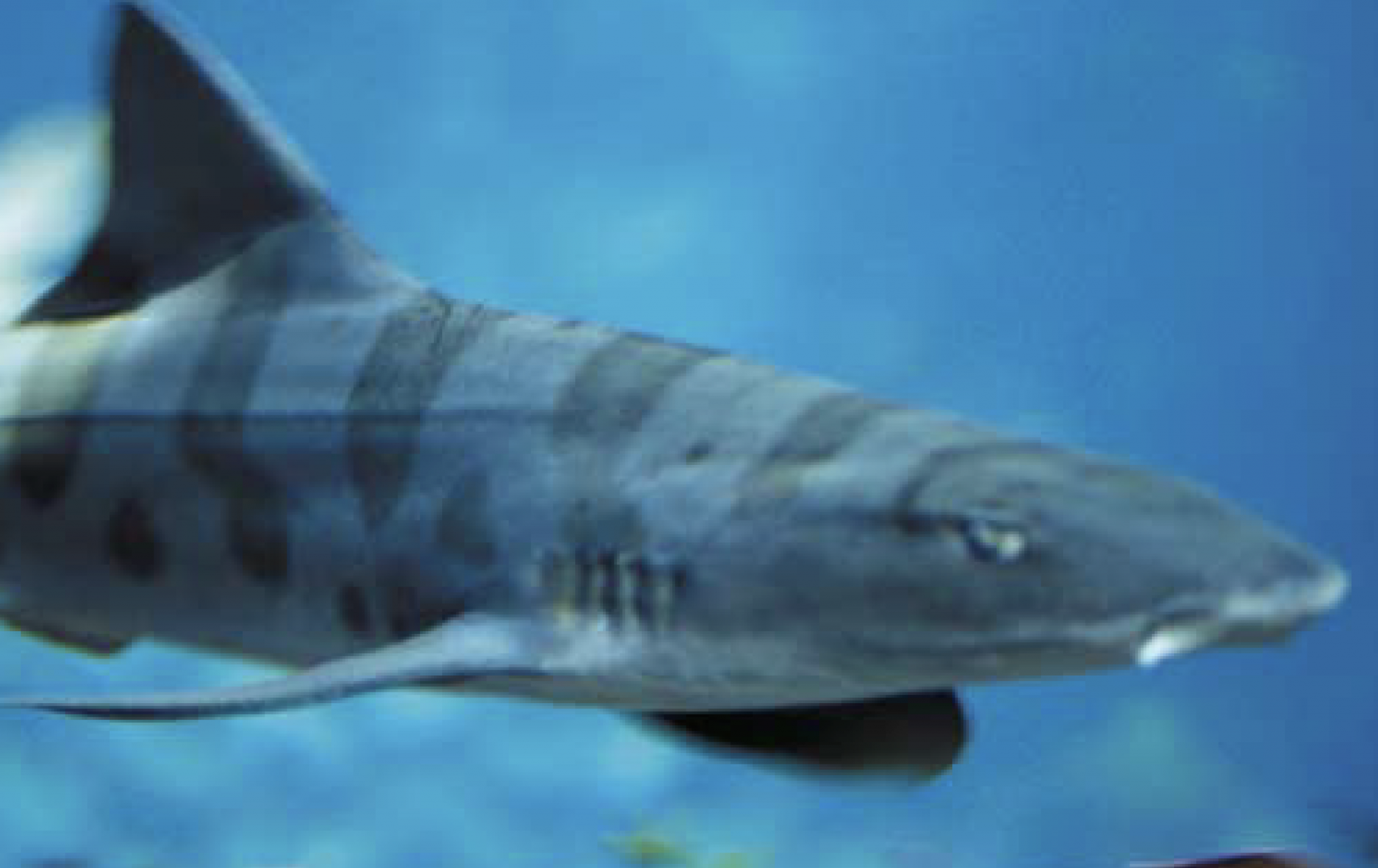 Sharks overview – IWMC – World Conservation Trust