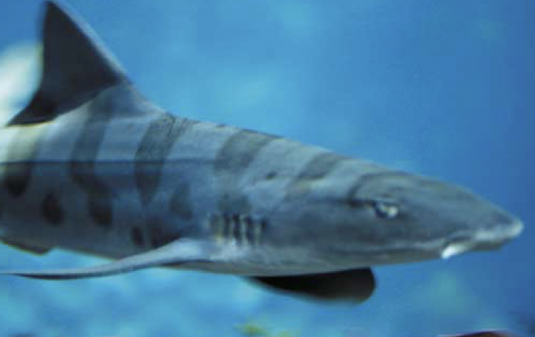 Sharks overview – IWMC – World Conservation Trust