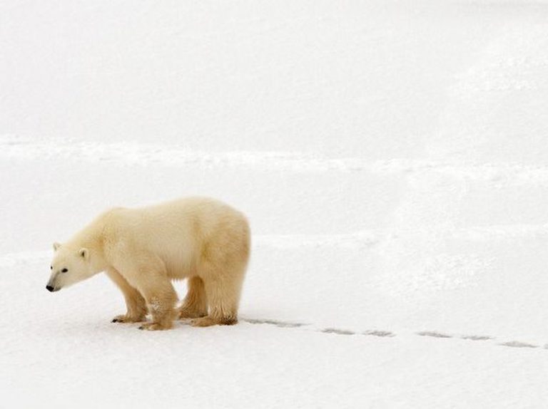 Polar Bears overview – IWMC – World Conservation Trust