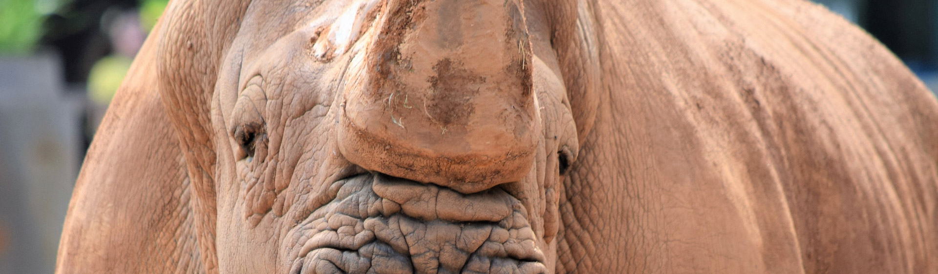 Rhinos – IWMC – World Conservation Trust