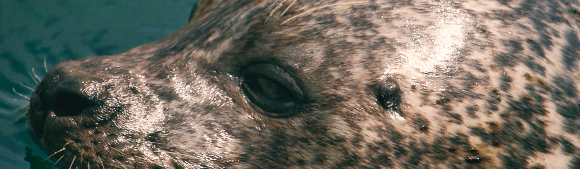 Seals – IWMC – World Conservation Trust