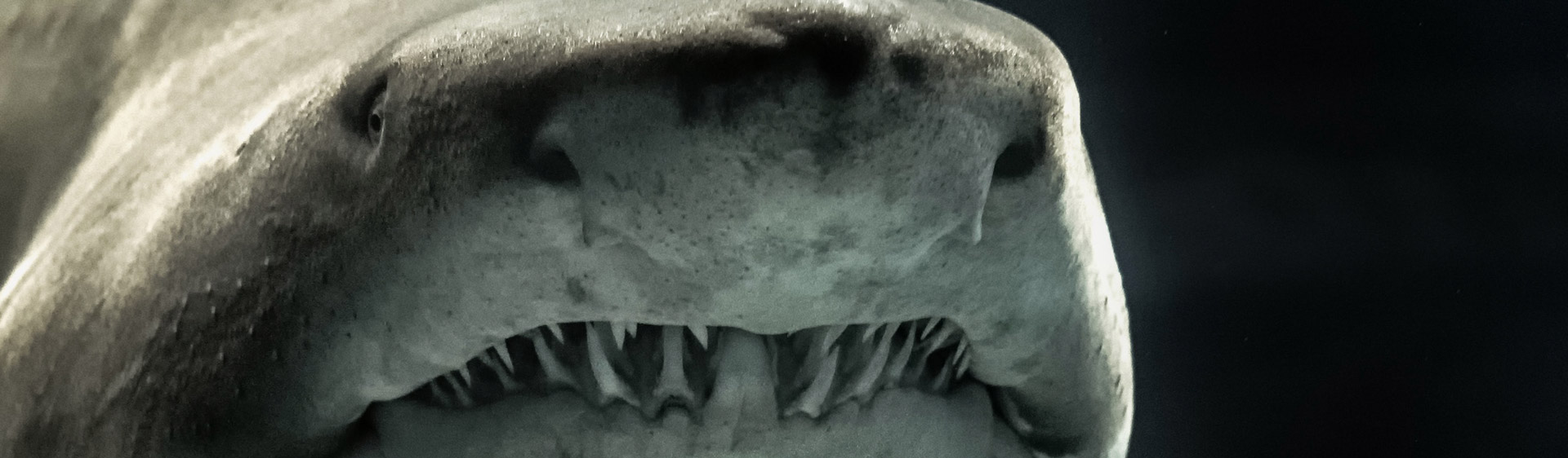 Sharks – IWMC – World Conservation Trust