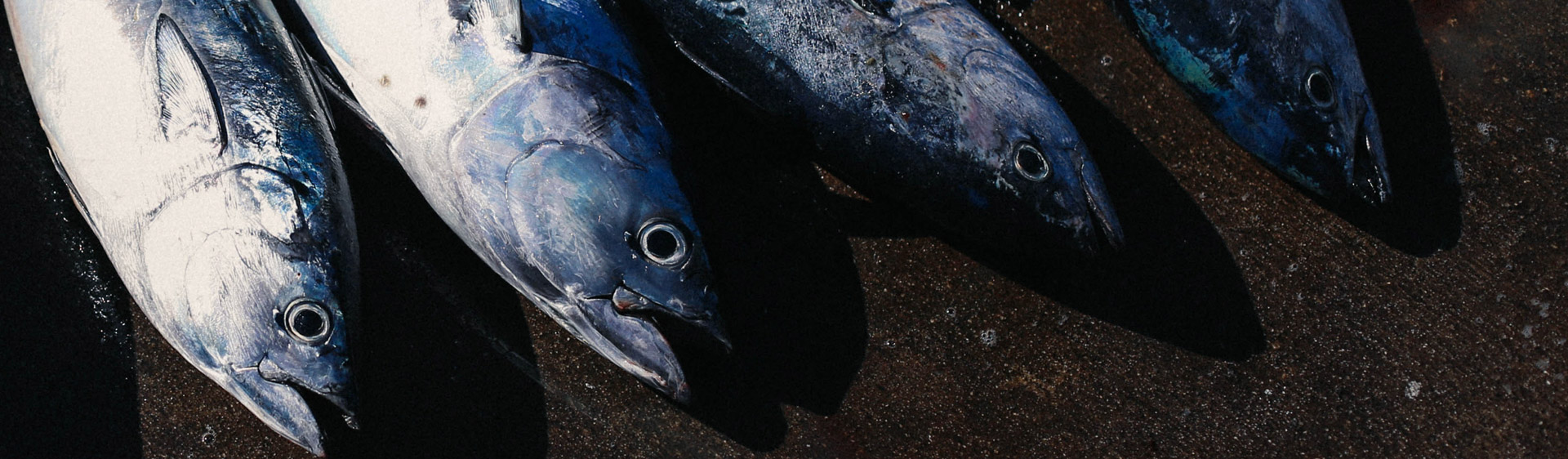 Tuna – IWMC – World Conservation Trust