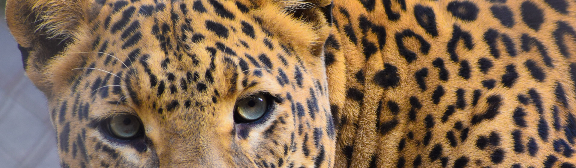 Wild Cats – IWMC – World Conservation Trust